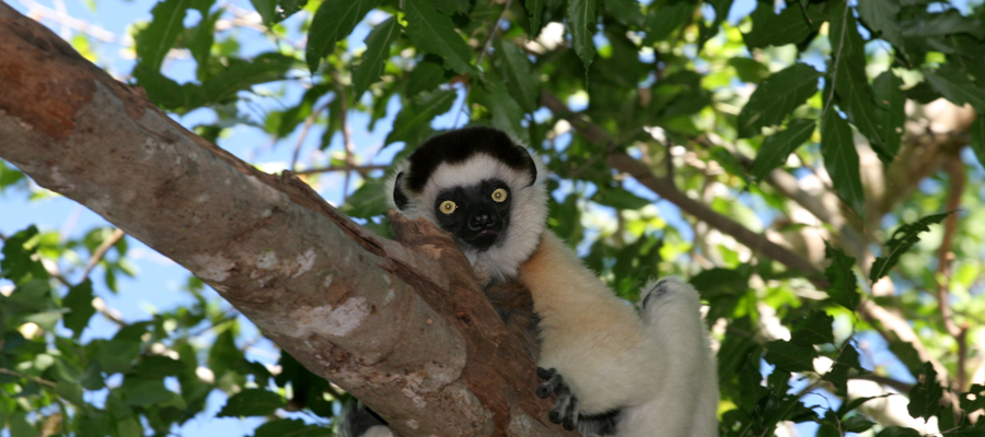 Découvrir la faune et la flore de la région d'Itremo à Madagascar!